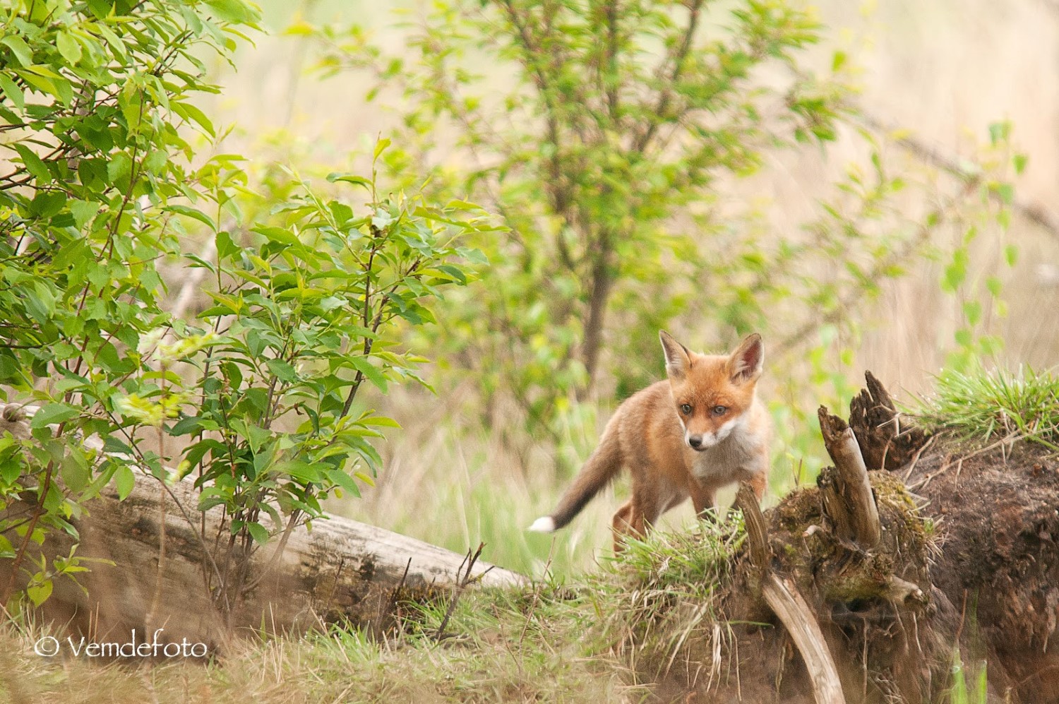De aanhouder wint: het gezin Vos op de foto